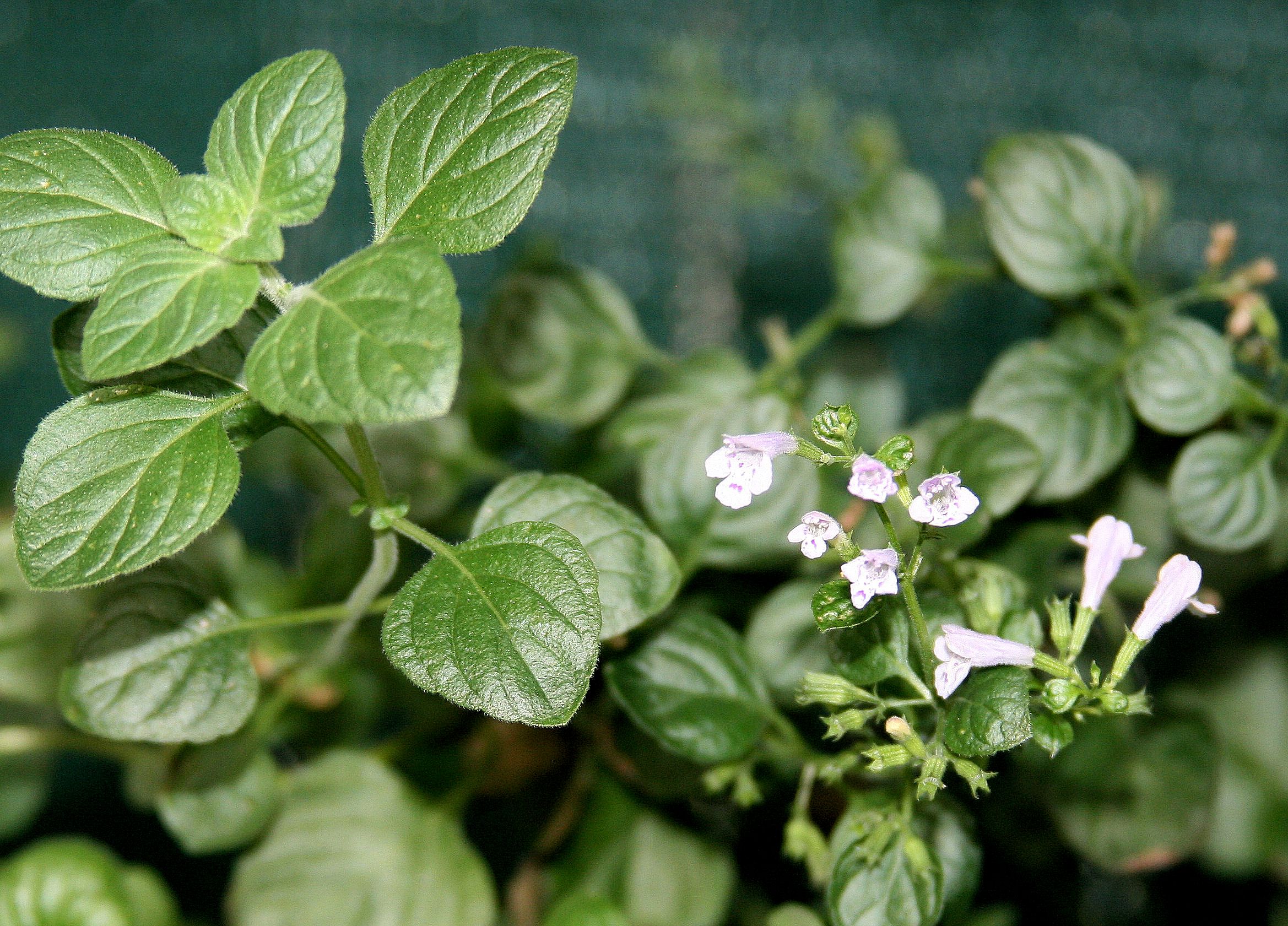 Calamint - Family Lamiaceae – Genus Calamintha - Mary Beth Clark ...