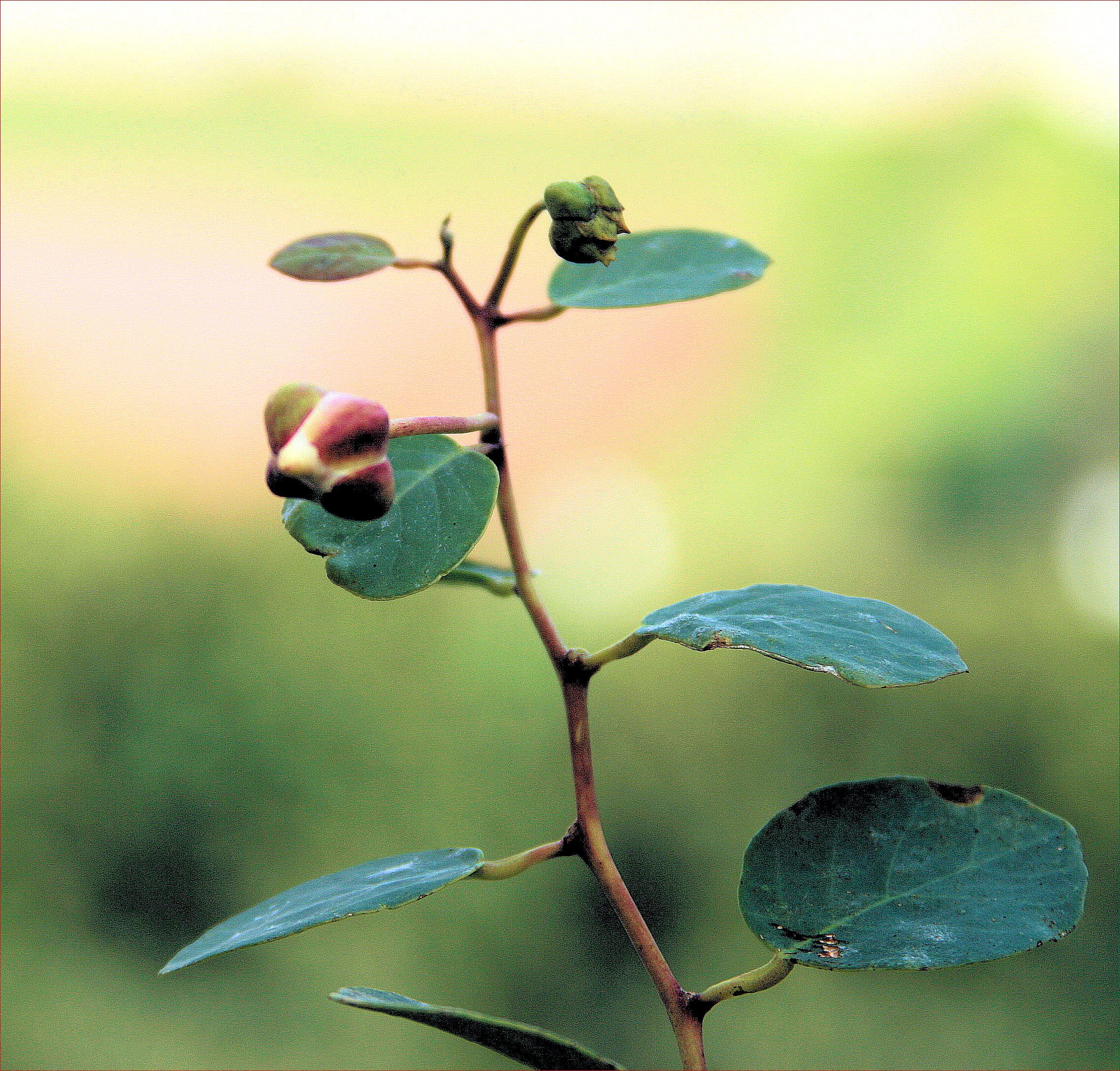 Caper - Family Caperaceae – Genus Capparis - Mary Beth Clark | Italian ...