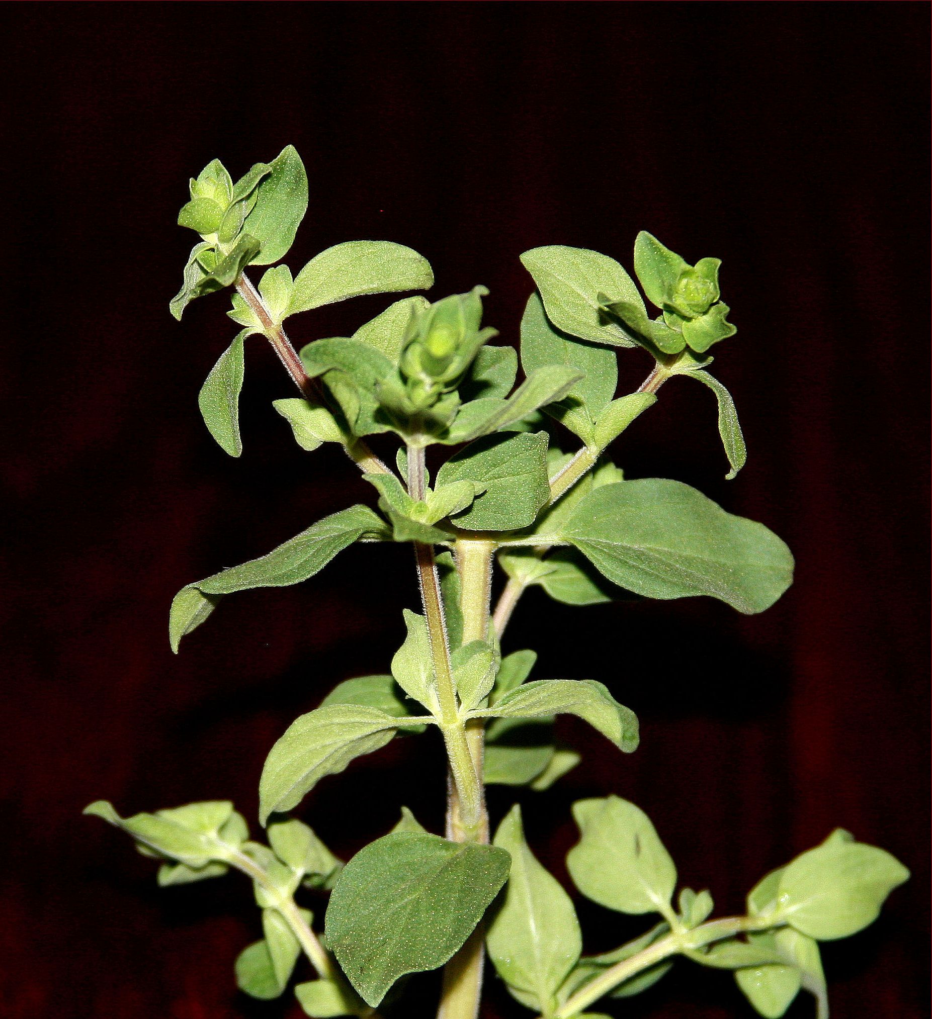 Oregano - Family Lamiaceae – Genus Origanum - Mary Beth Clark | Italian ...