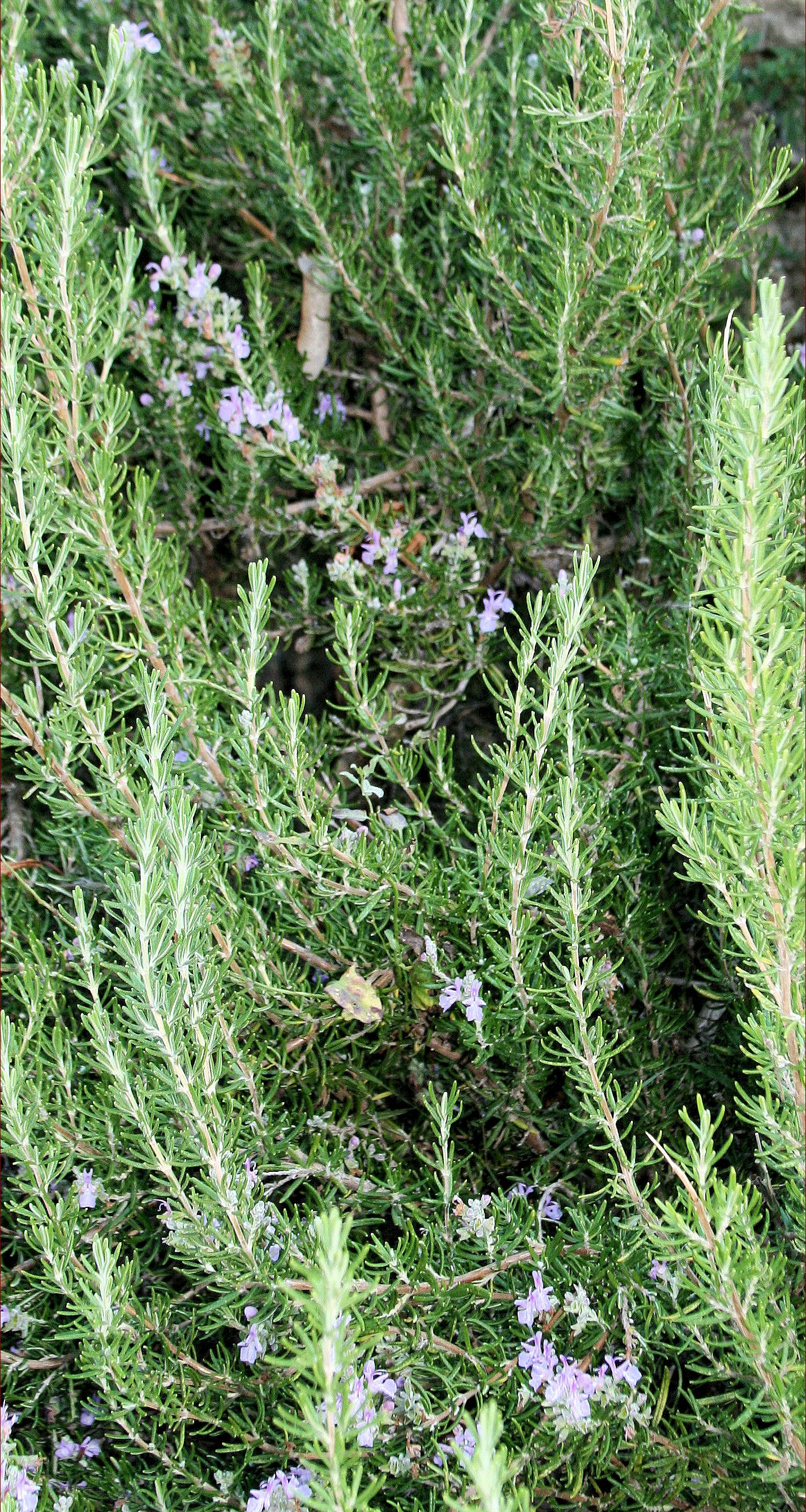 Rosemary - Family Lamiaceae – Genus Rosmarinus - Mary Beth Clark ...