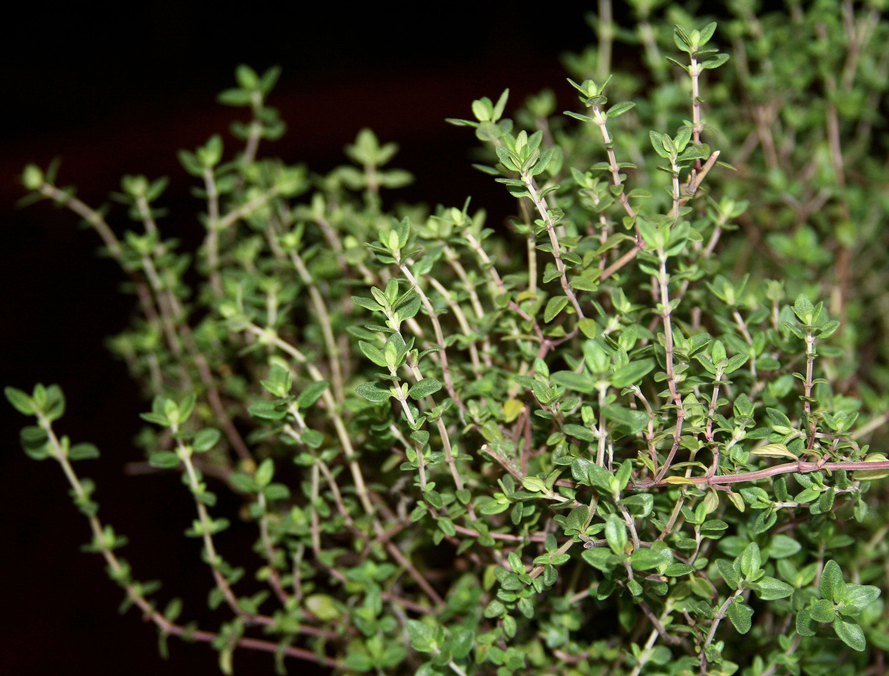 Thyme - Family Lamiaceae – Genus Thymus - Mary Beth Clark | Italian ...