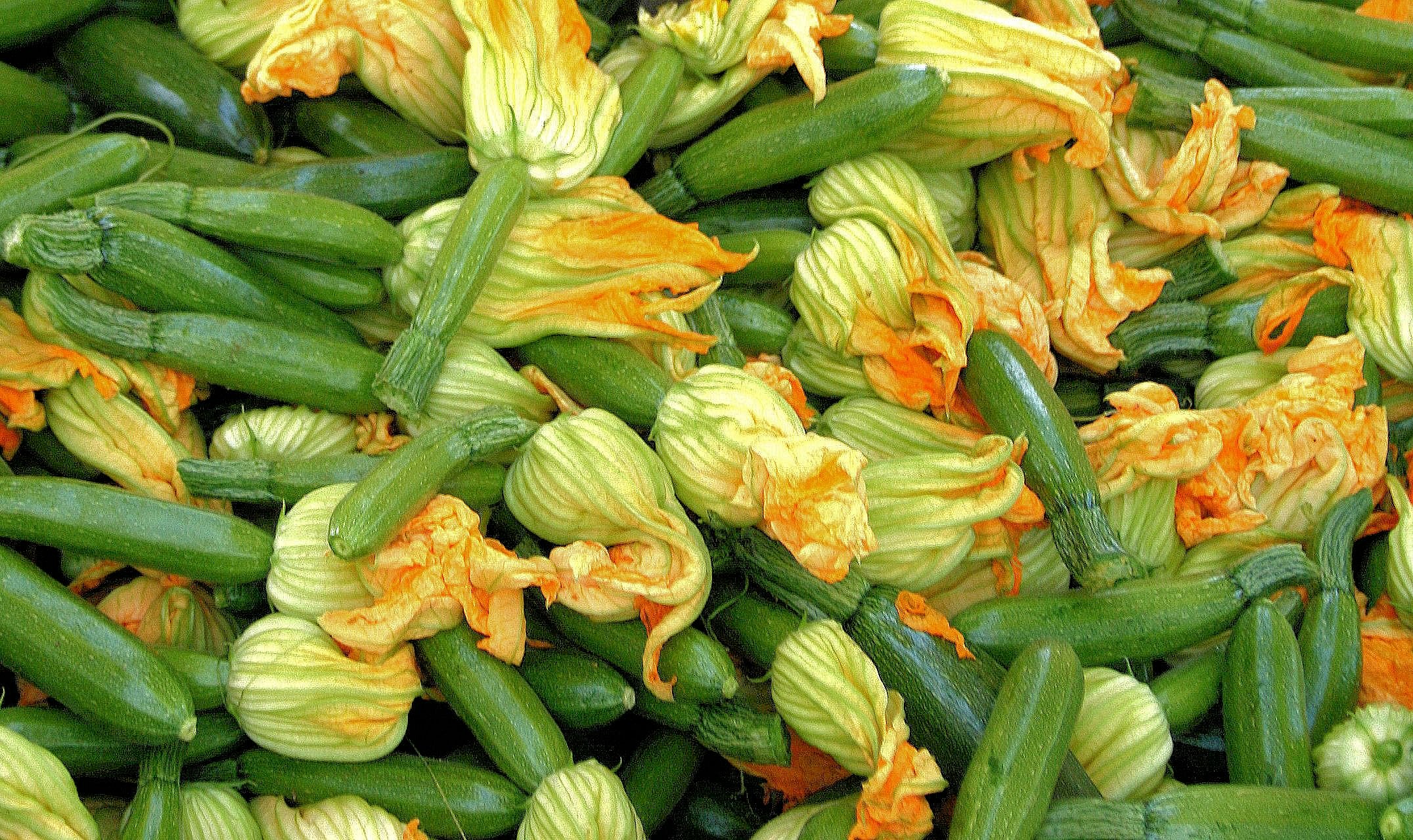 Zucchini - Family Cucurbitaceae – Genus Cucurbita - Mary Beth Clark ...