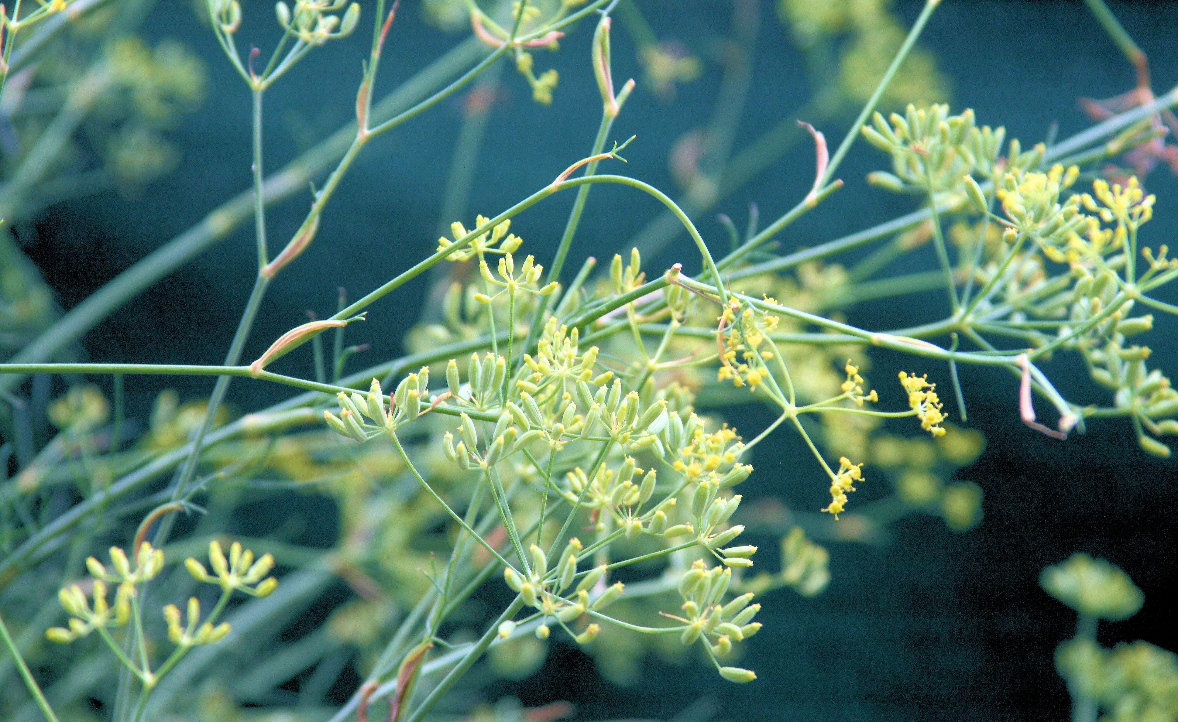 Wild Fennel - Family Apiaceae – Genus Foeniculum - Mary Beth Clark ...